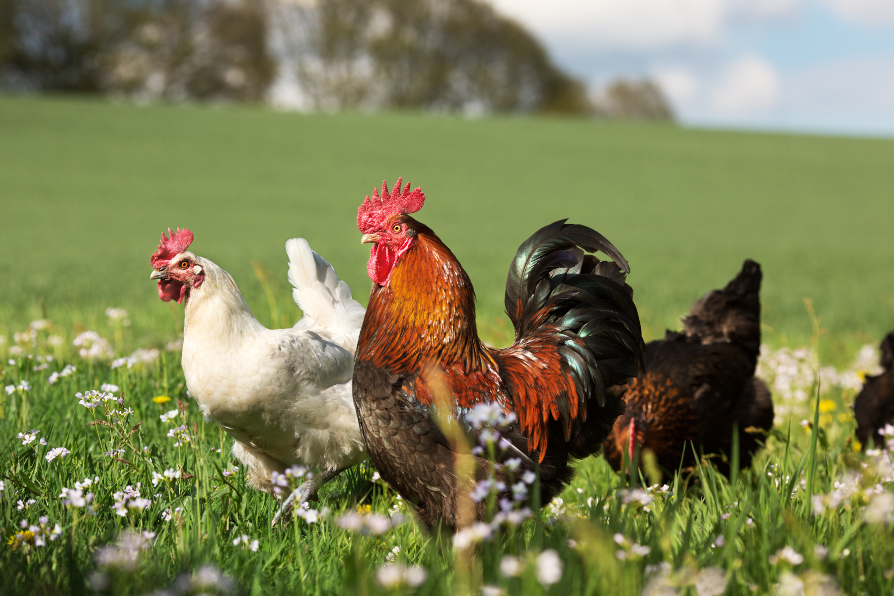 Ep. 147 Managing a Mixed Flock – Mother Earth News